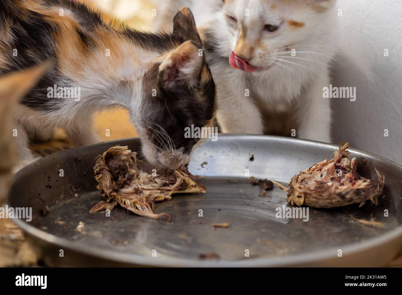 Close up Selective focus image of two cats eating food from the same ...