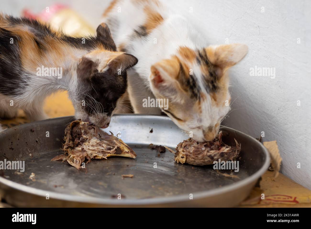 Close up Selective focus image of two cats eating food from the same ...