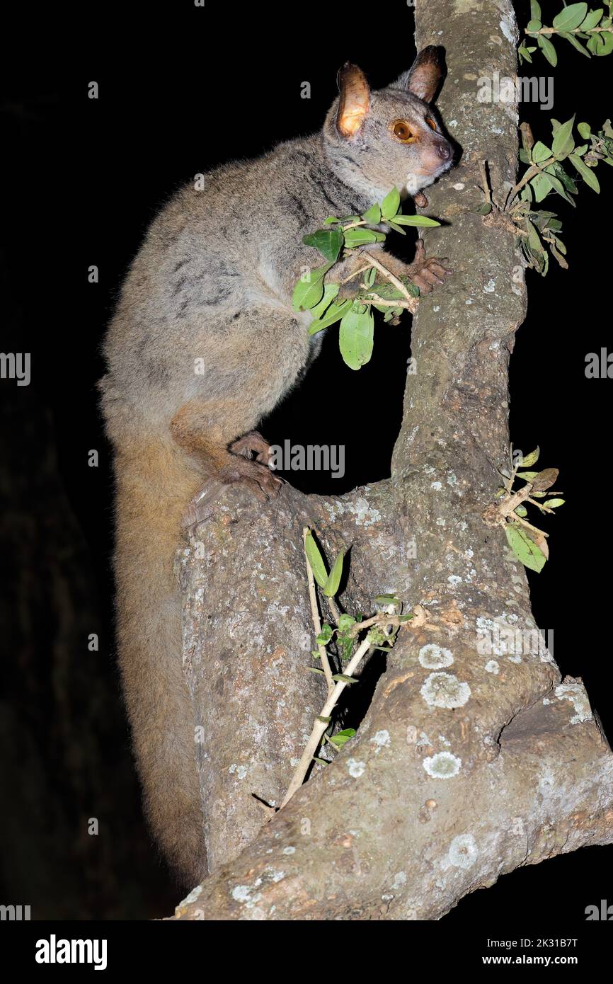 Nocturnal greater galago or bushbaby (Otolemur crassicaudatus) in a ...