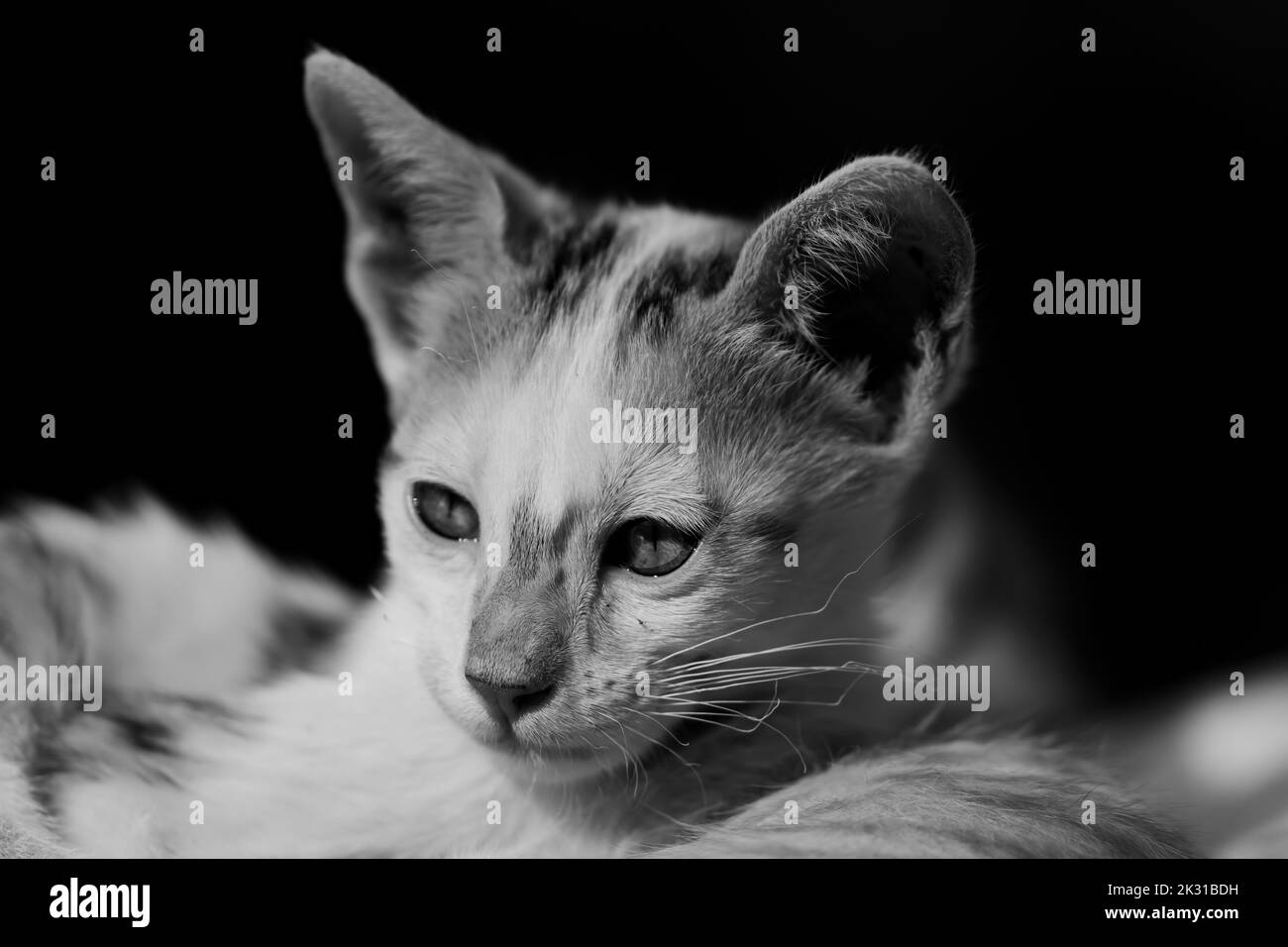 Close-up, side portrait in monochrome of a furry cat with eyes open ...