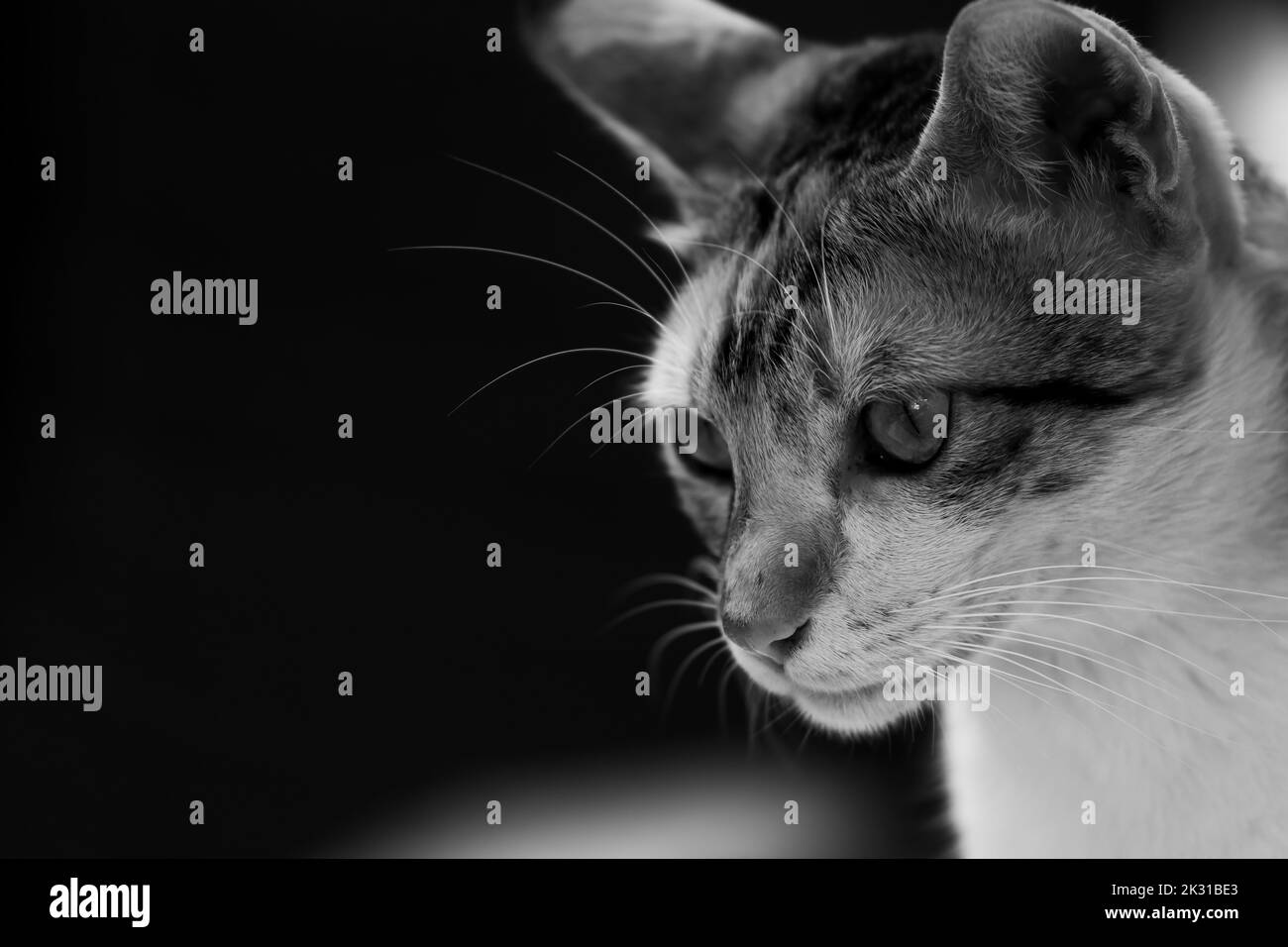 Close up black furry cat Black and White Stock Photos & Images - Alamy