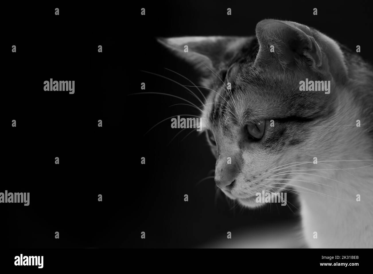 Close-up, side portrait in monochrome of a furry cat with eyes open ...