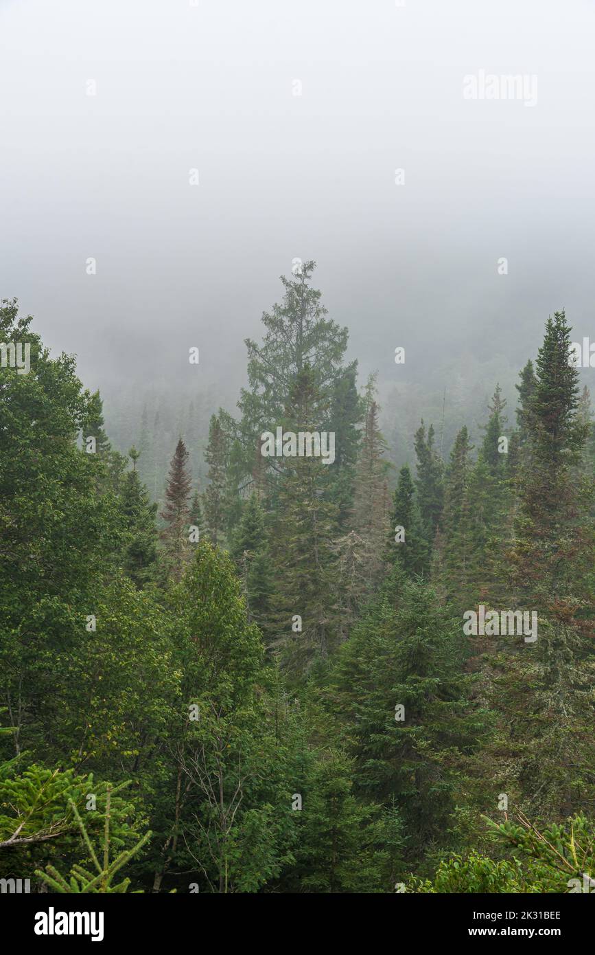 Strong fog on forest hills near Superior Lake, canada Stock Photo - Alamy