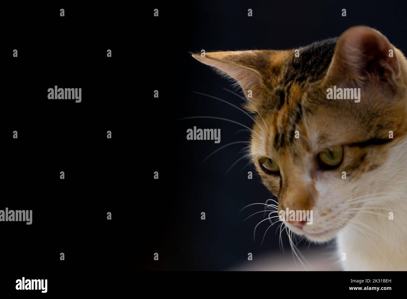 Close up Portrait of a cat with its eyes and copy space Stock Photo - Alamy