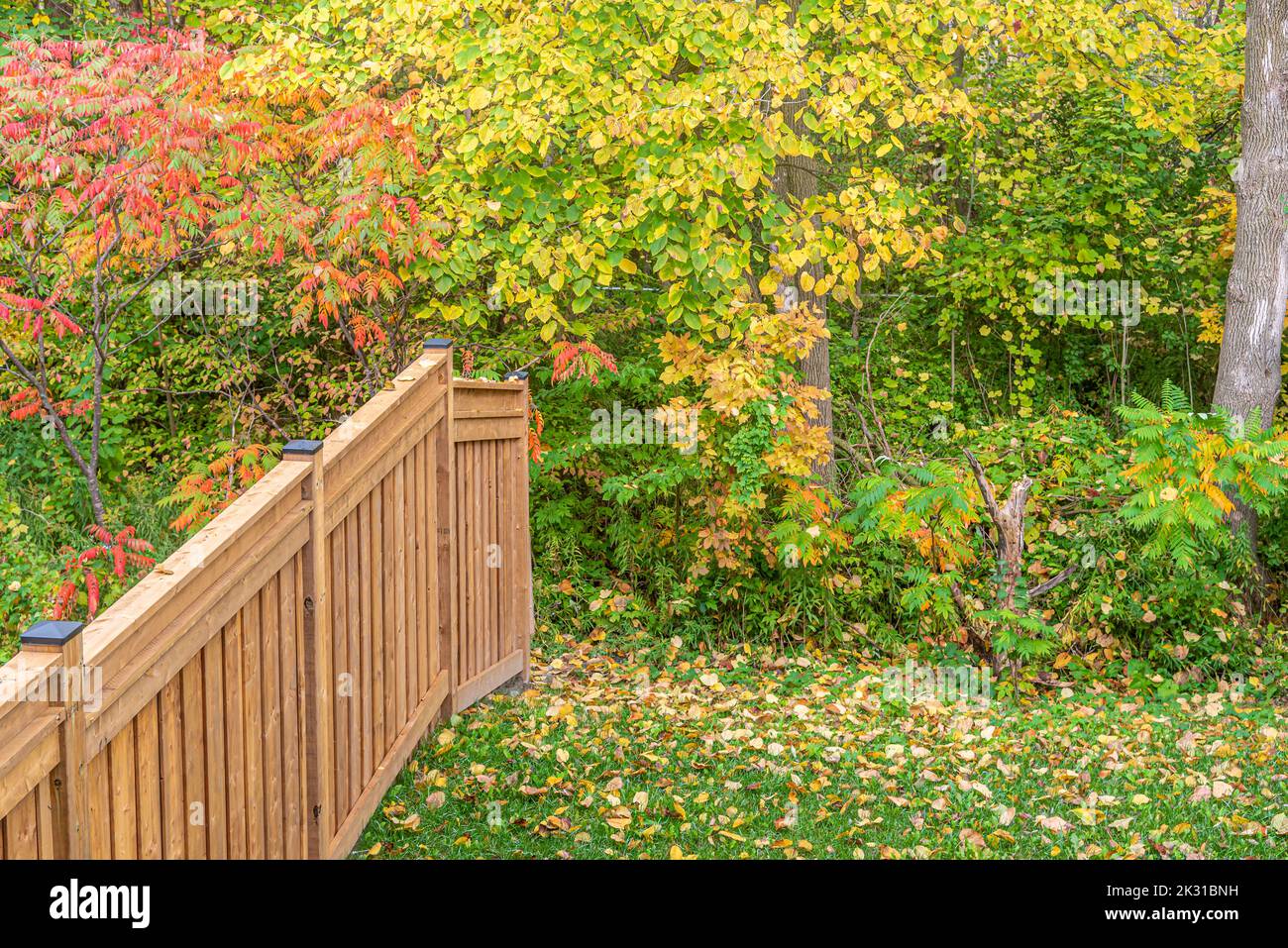 Colorful trees in backyard of hause in fall time, Canada Stock Photo ...