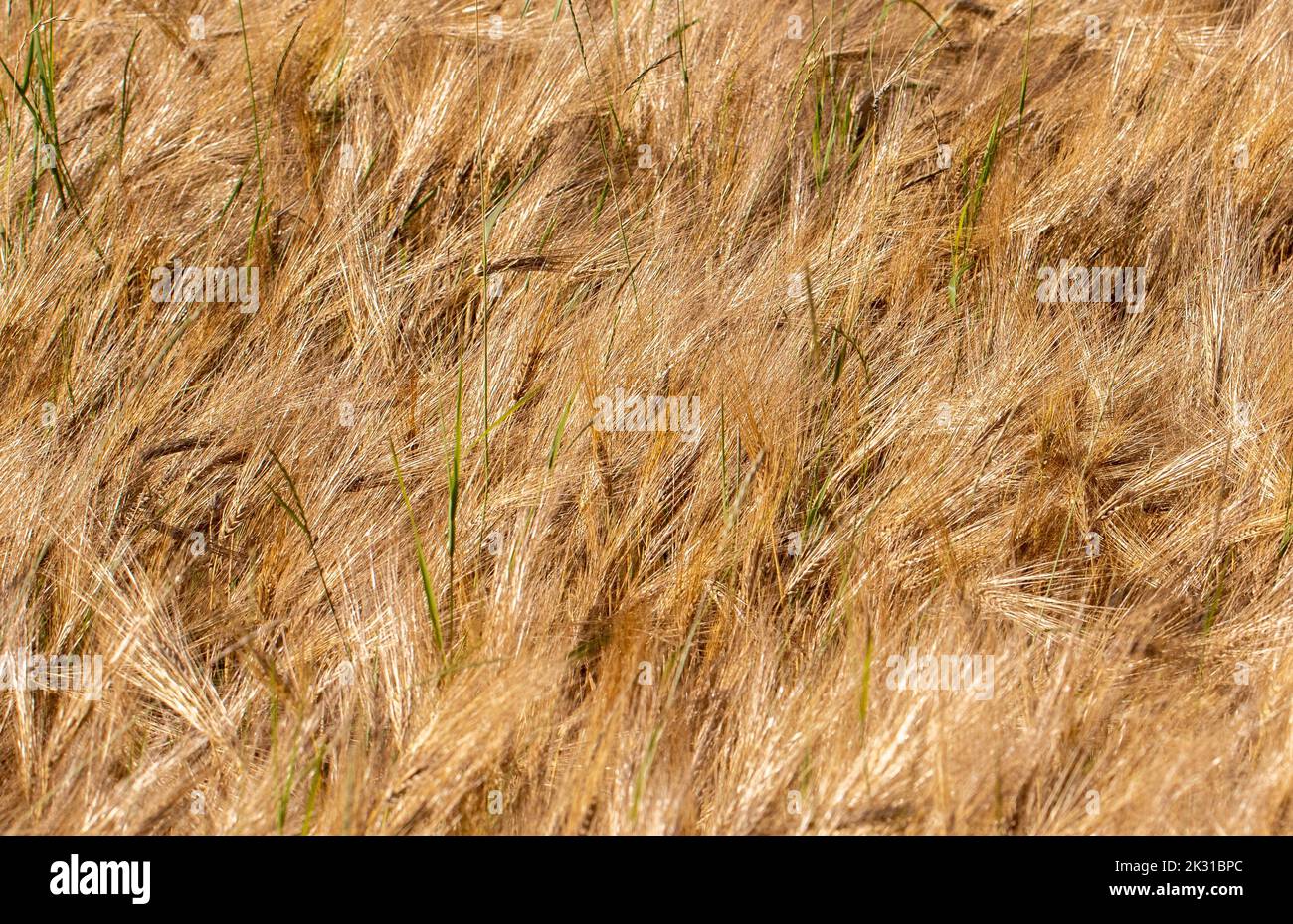 A dried golden barley ears ready to harvest in a field Stock Photo - Alamy