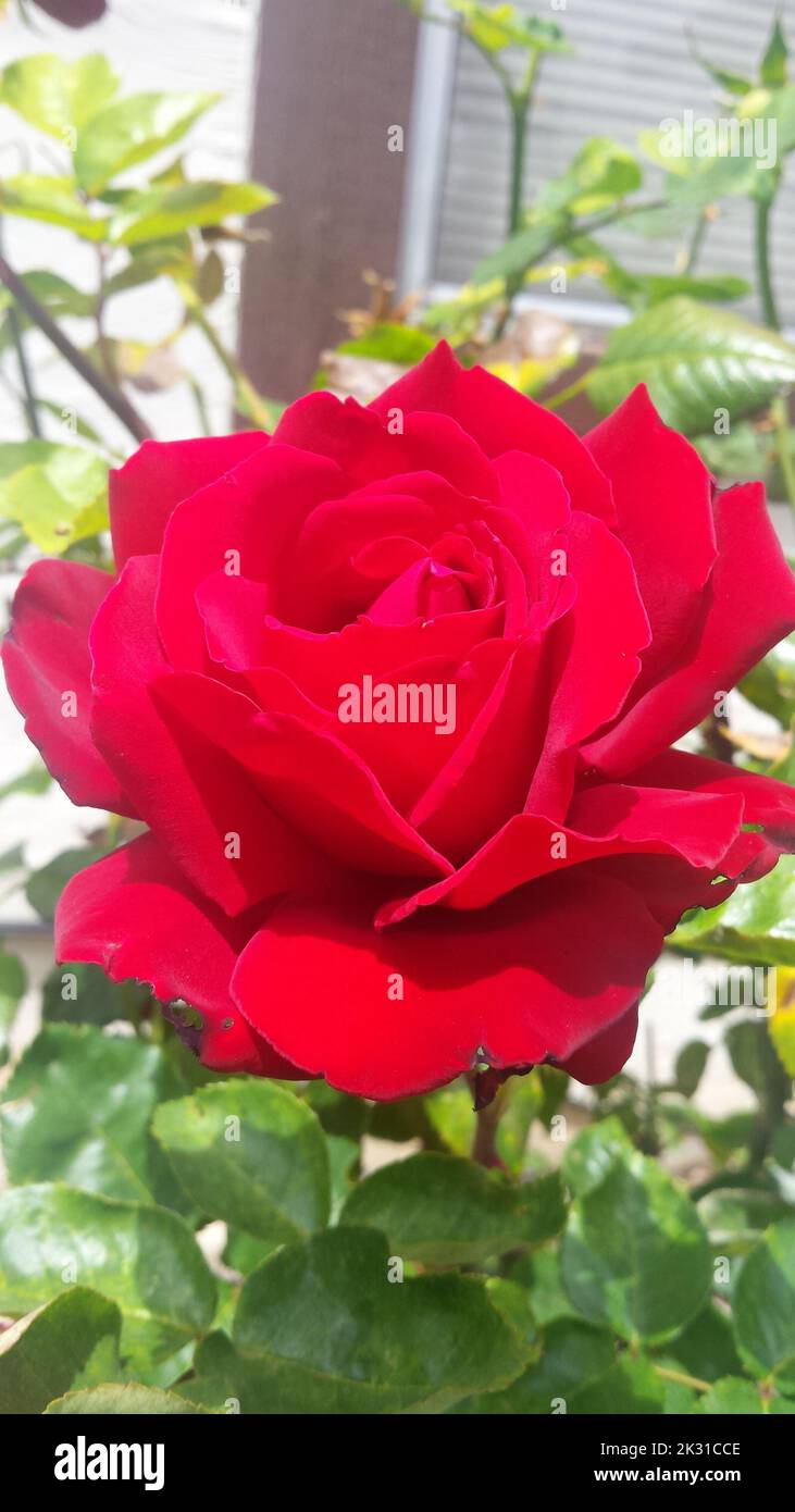 Full Red Bloom Stock Photo - Alamy