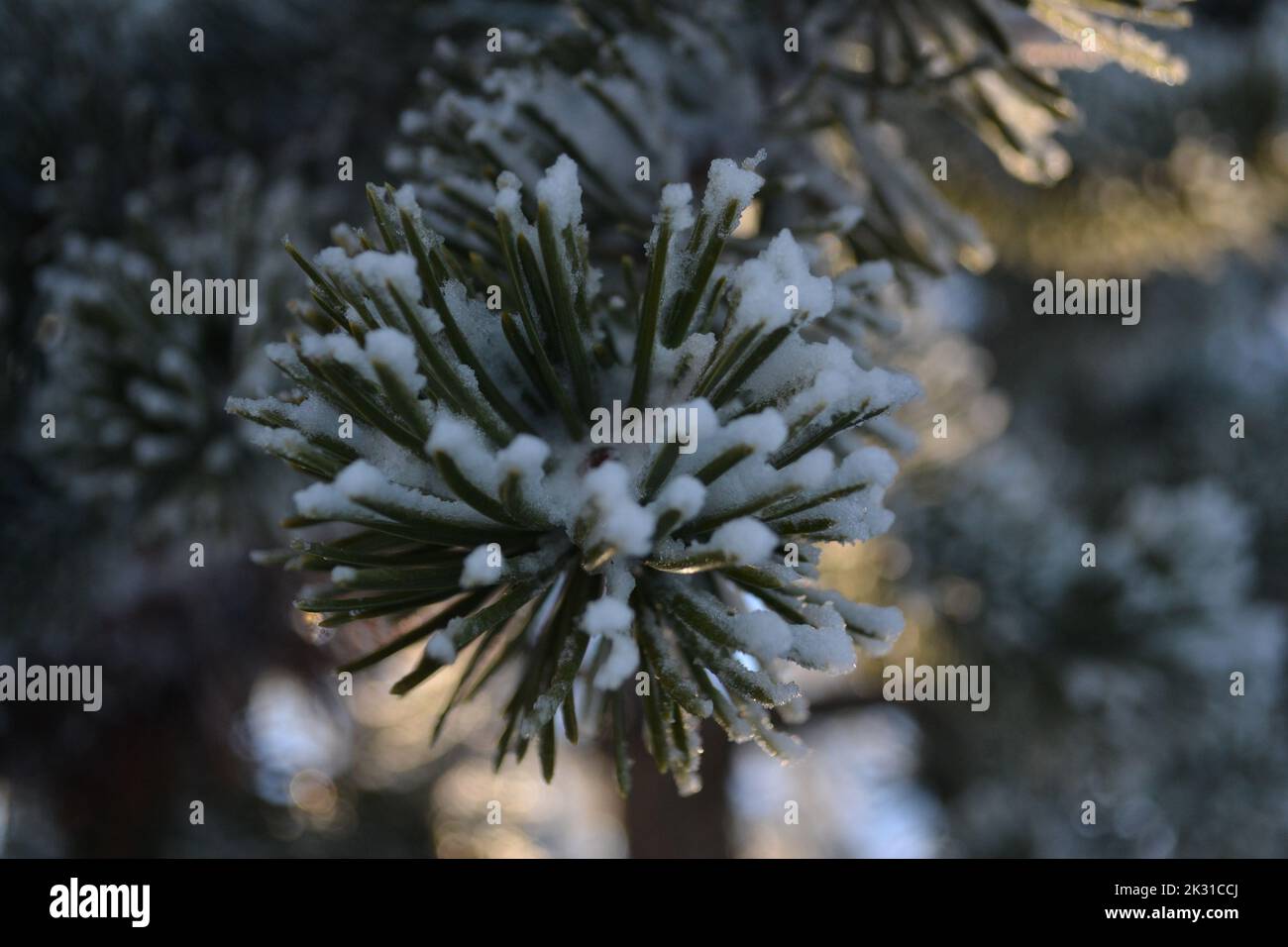 Snow Covered Pine Needles at Crater Lake Stock Photo - Alamy