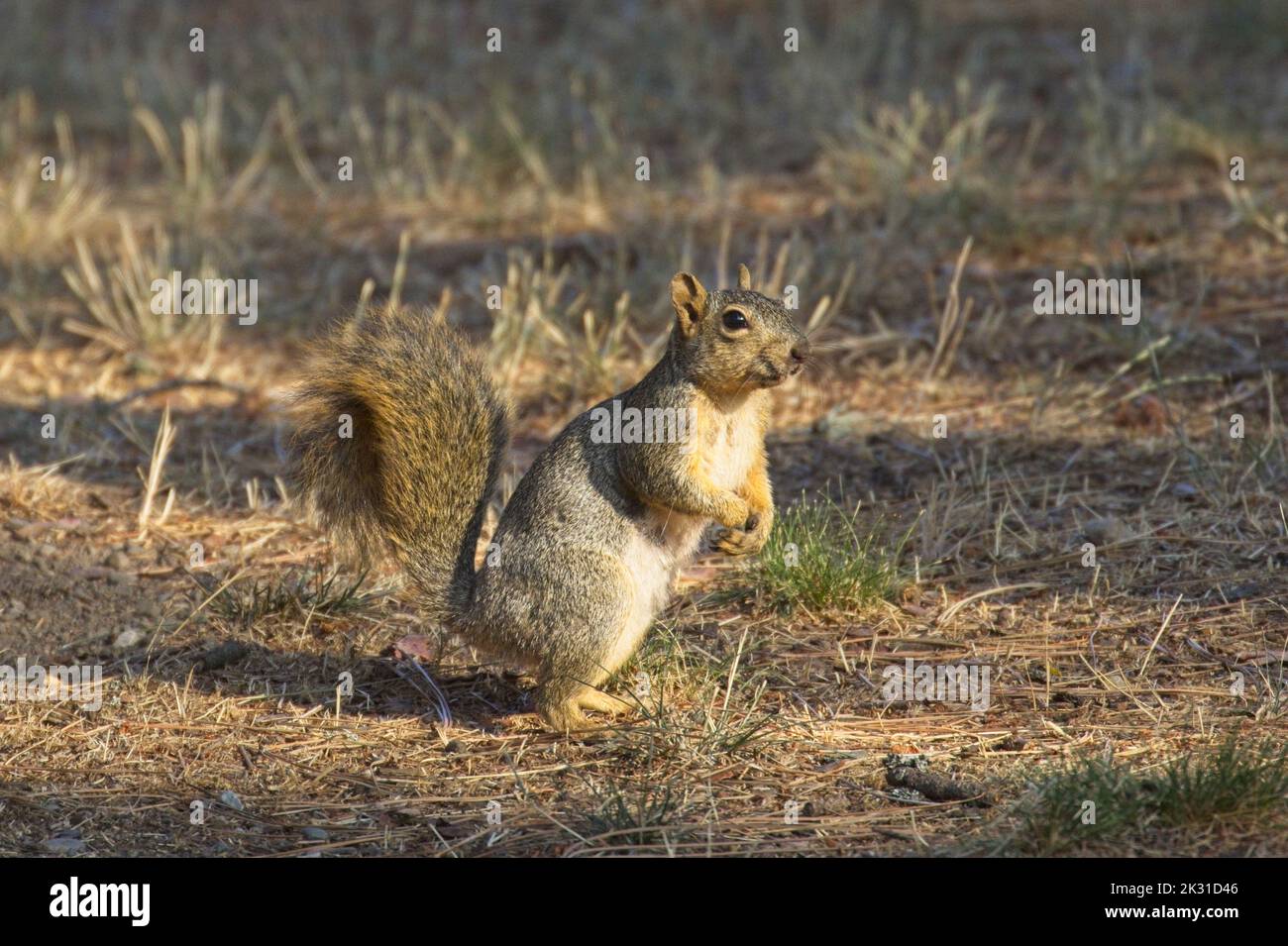 A cute squirrel standing up has the morning light shining on it in ...