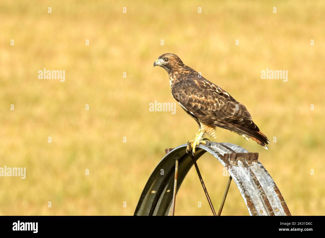 A beautiful rough legged hawk is perched on an irrigation wheel looking ...
