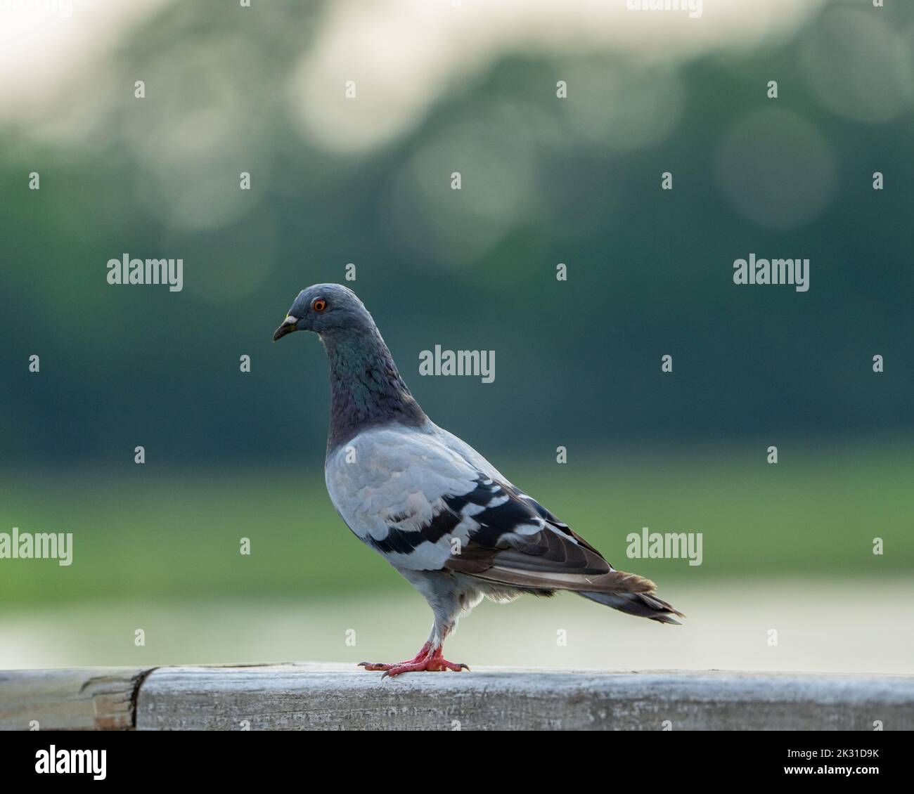 Columbidae is a bird family consisting of pigeons and doves Stock Photo ...
