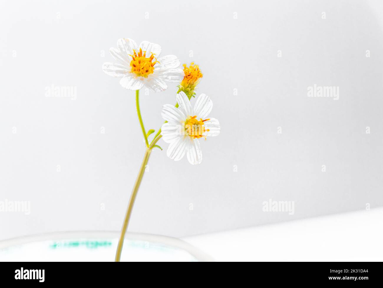 Flowers on a white background Stock Photo - Alamy
