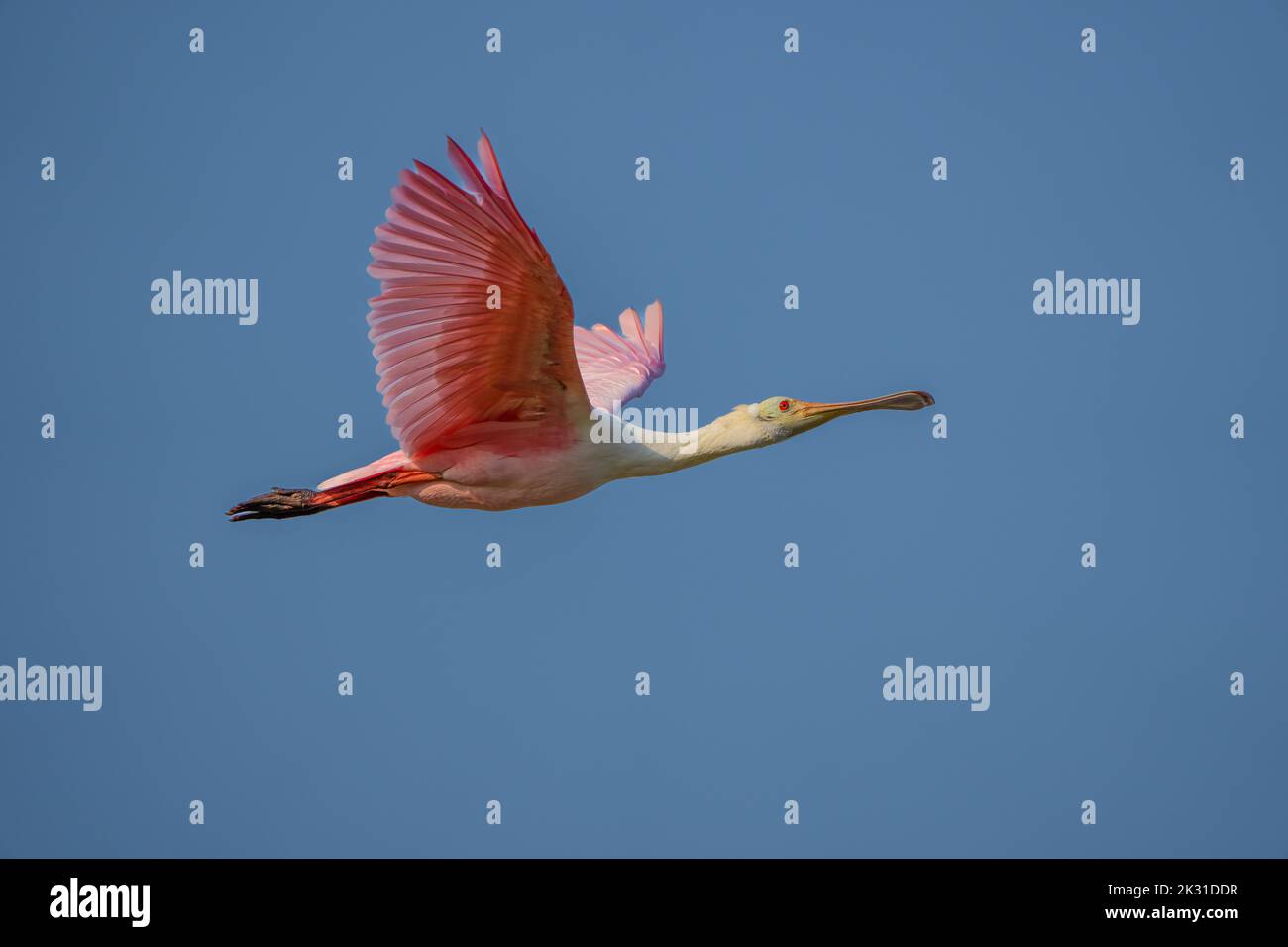 spoonbills flying high in sky Stock Photo - Alamy