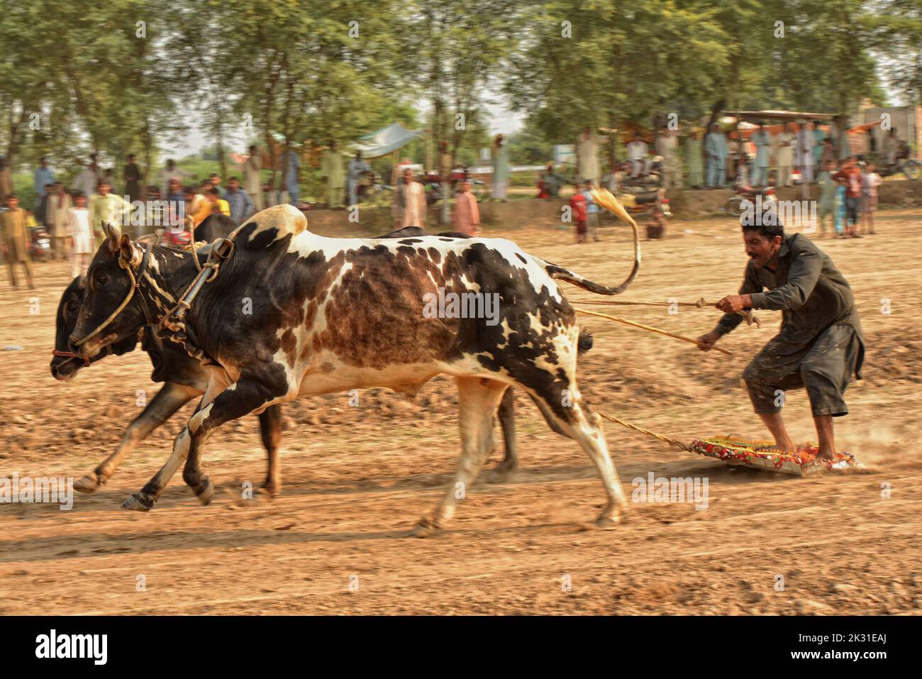 Suhaga bull race hi-res stock photography and images - Alamy