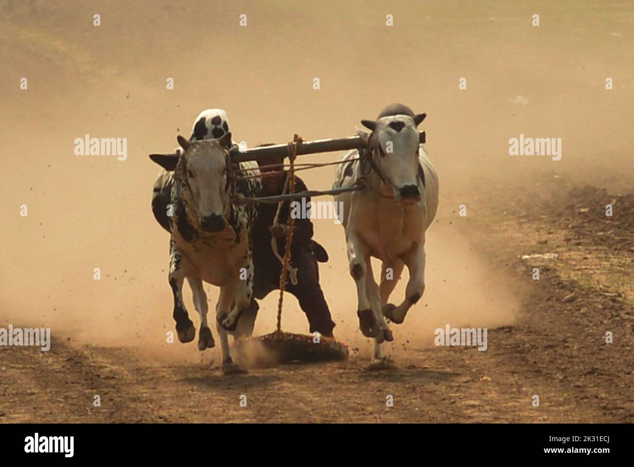 Tandlianwala, Punjab, Pakistan. 23rd Sep, 2022. Pakistani farmer guides ...