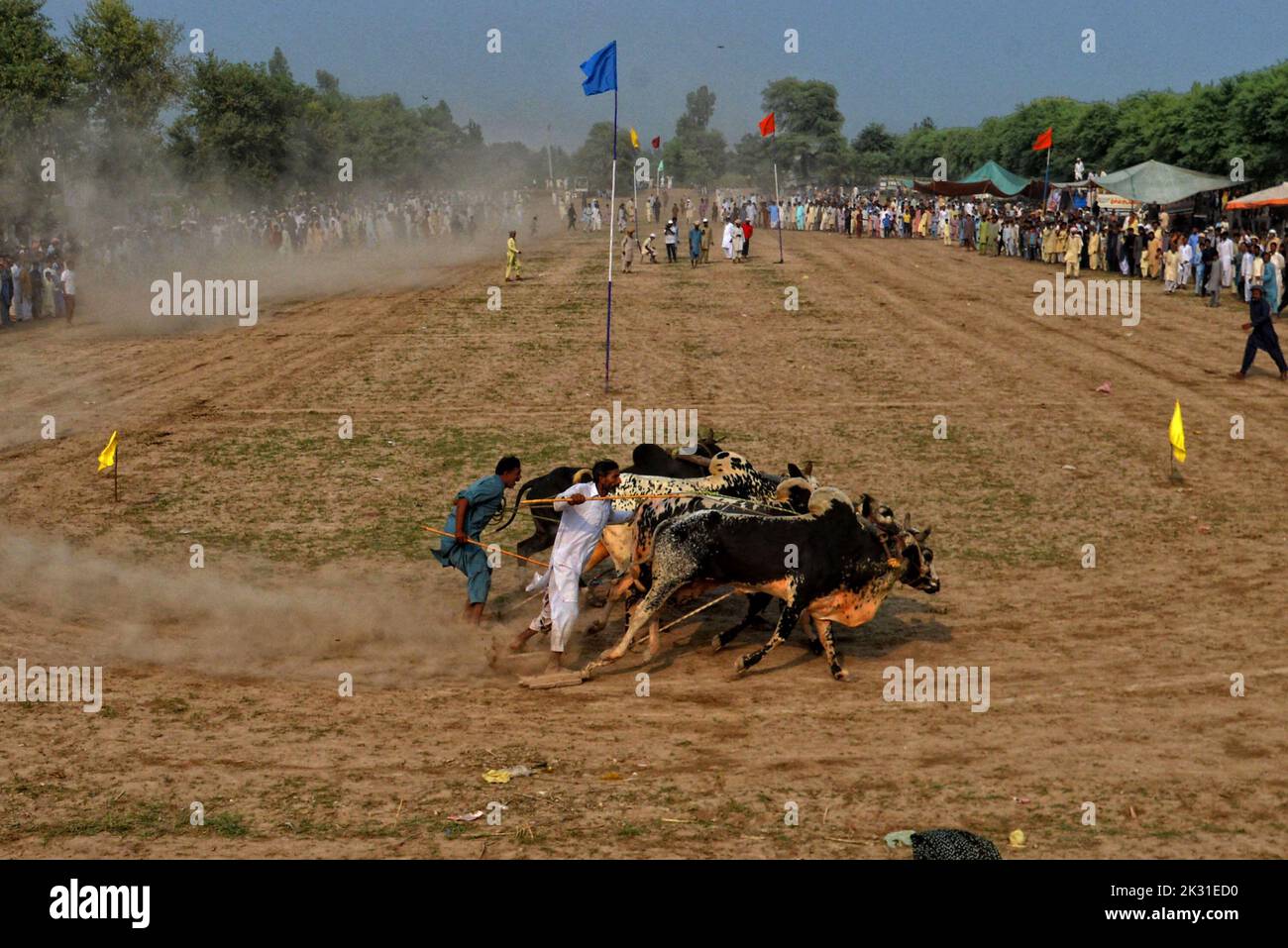 Farmers bulls race rural punjab hi-res stock photography and images - Alamy