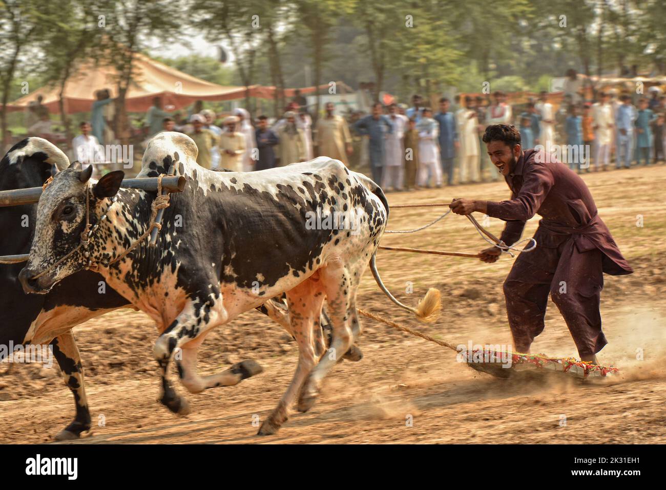 Farmers bulls race rural punjab hi-res stock photography and images - Alamy