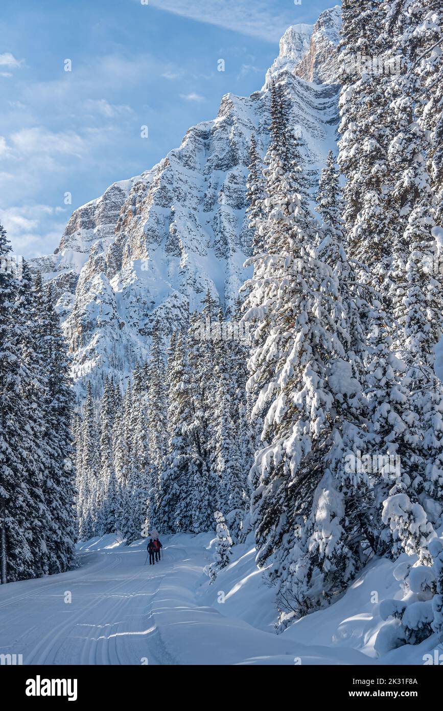 Ski track in winter forest in Banff National Park, Alberta, Canada ...