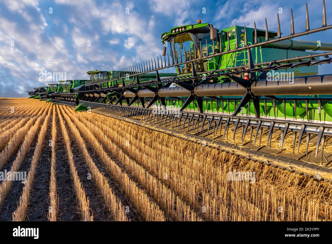 Swift Current, SK/Canada- Aug 14, 2022: Golden hour over combines ...