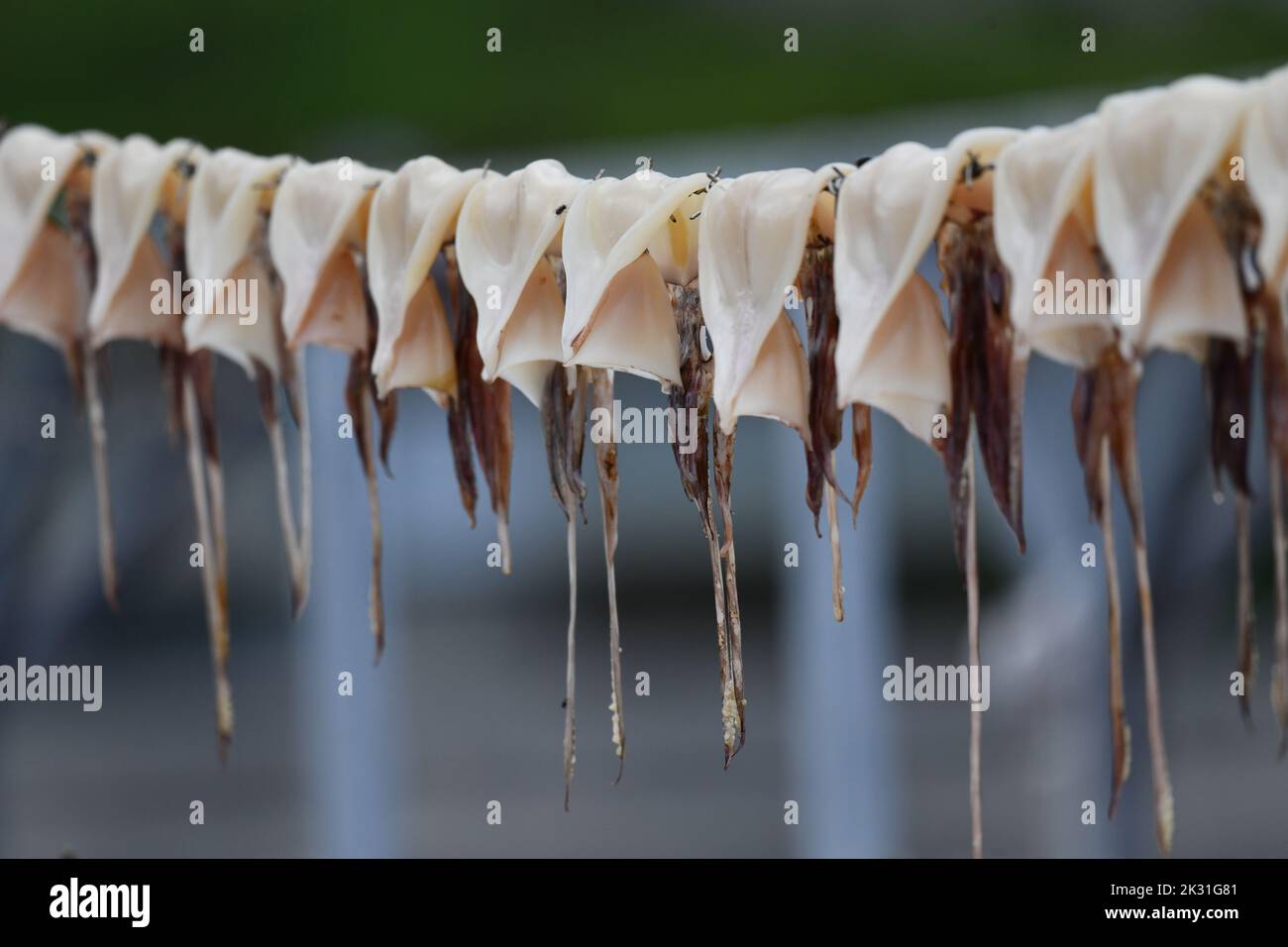 Fresh squid drying in the sun from the village of Ou-jima Island in ...
