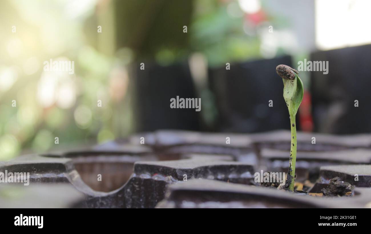 Cotyledon seed germination hi-res stock photography and images - Alamy