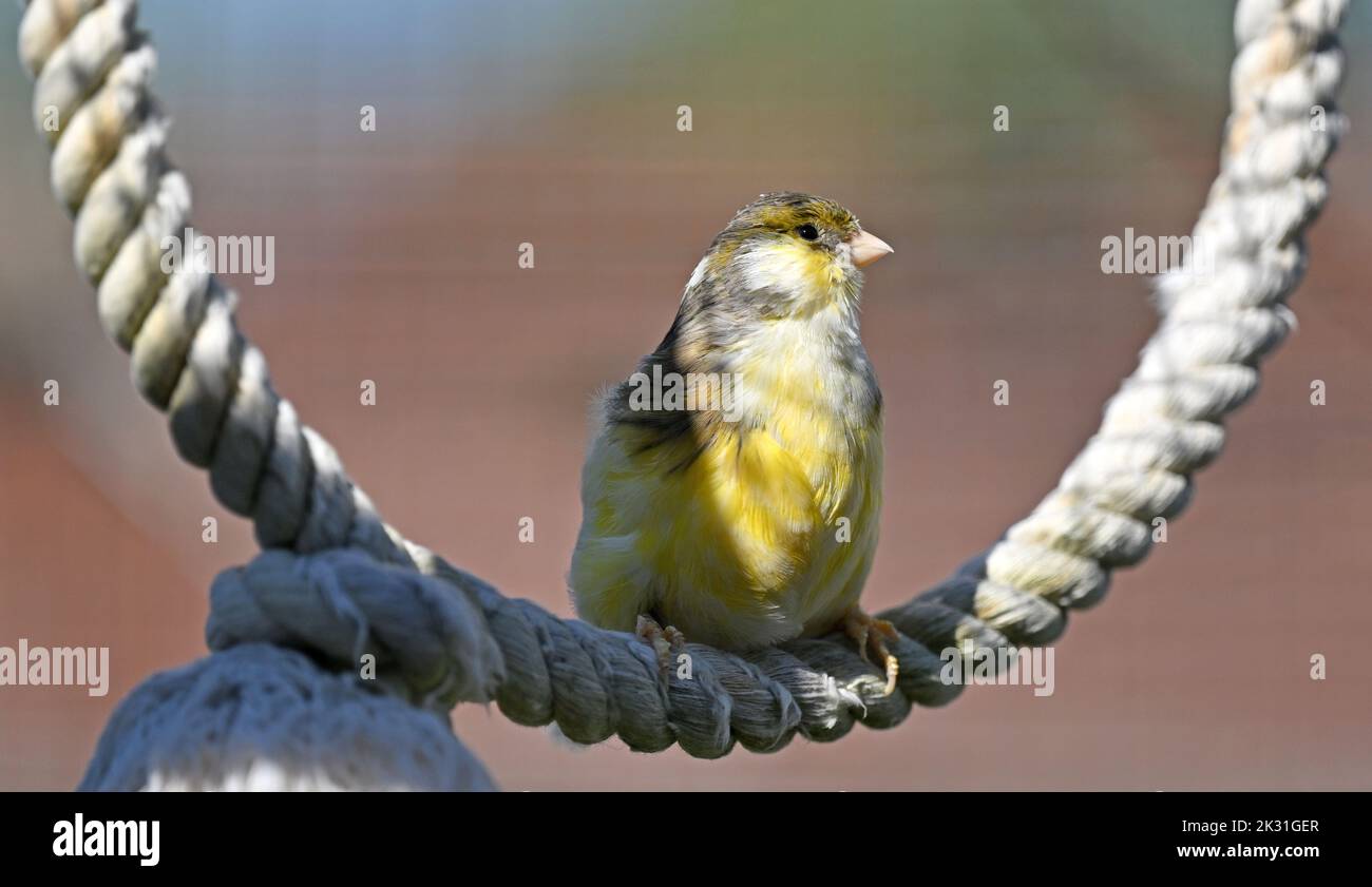 Erfurt, Germany. 22nd Sep, 2022. A canary is housed at the ...
