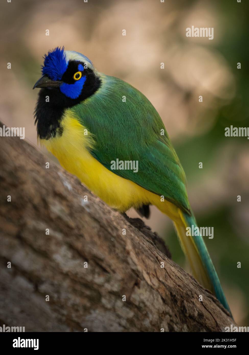 A vertical closeup of a Inca jay (Cyanocorax yncas) on a branch Stock ...