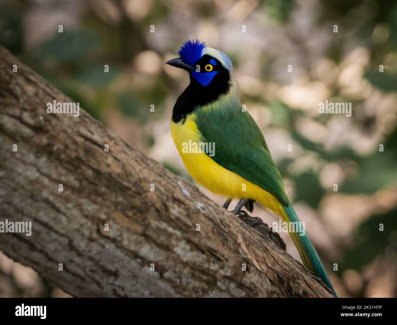 Closeup inca jay cyanocorax hi-res stock photography and images - Alamy