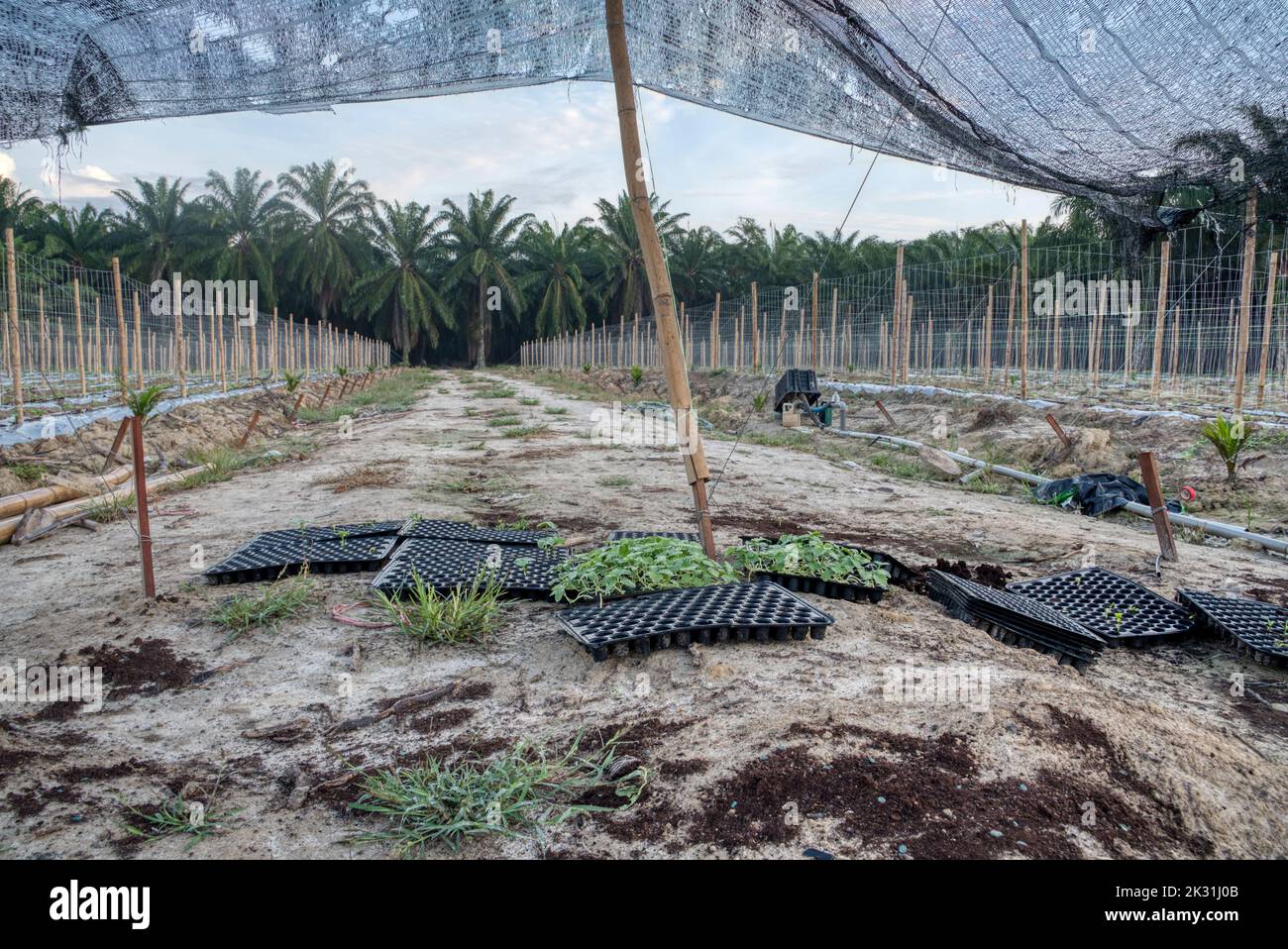 scene of the bamboo poles in symmetrical row at the creeping vine plant ...