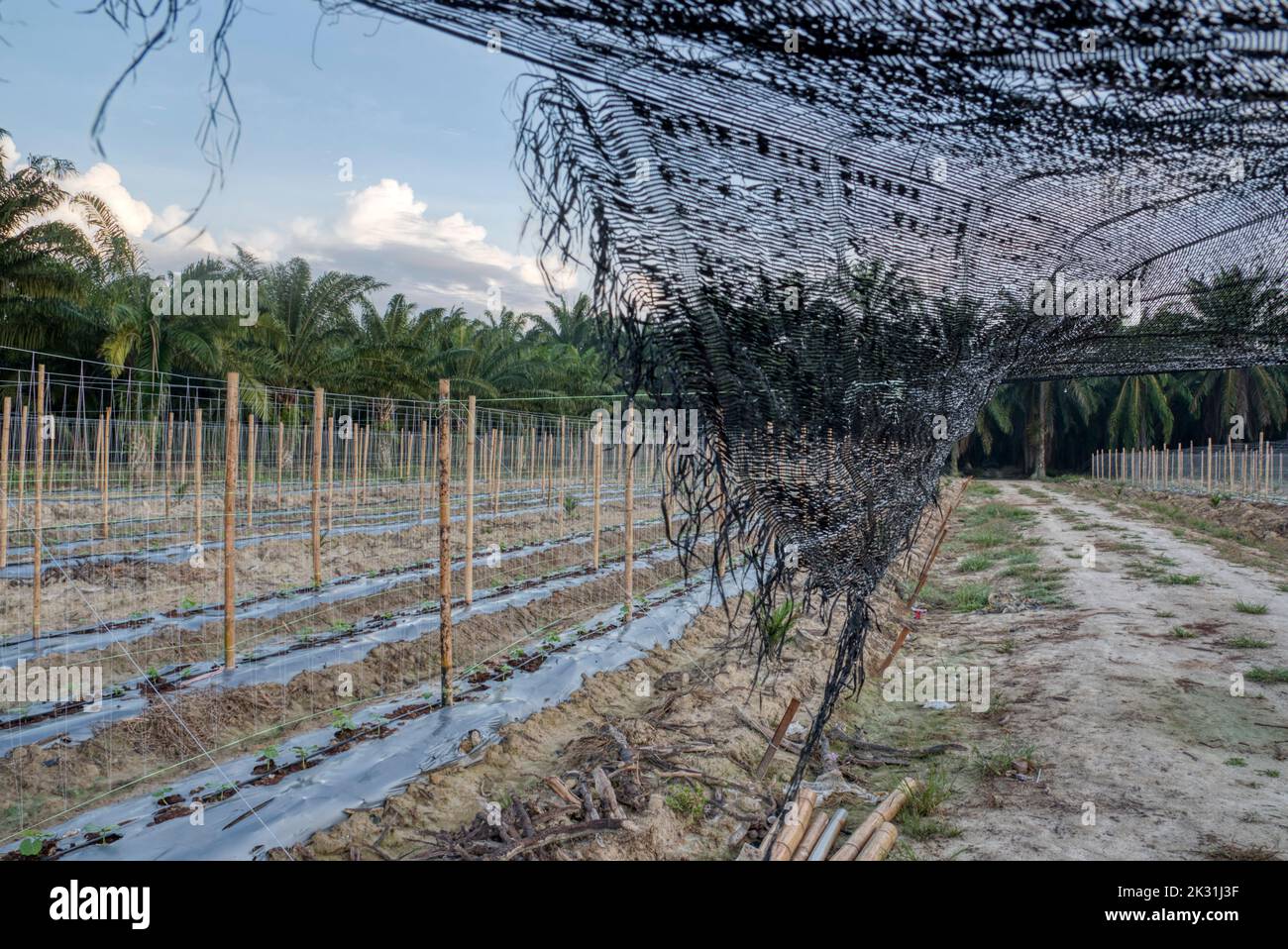 scene of the bamboo poles in symmetrical row at the creeping vine plant ...