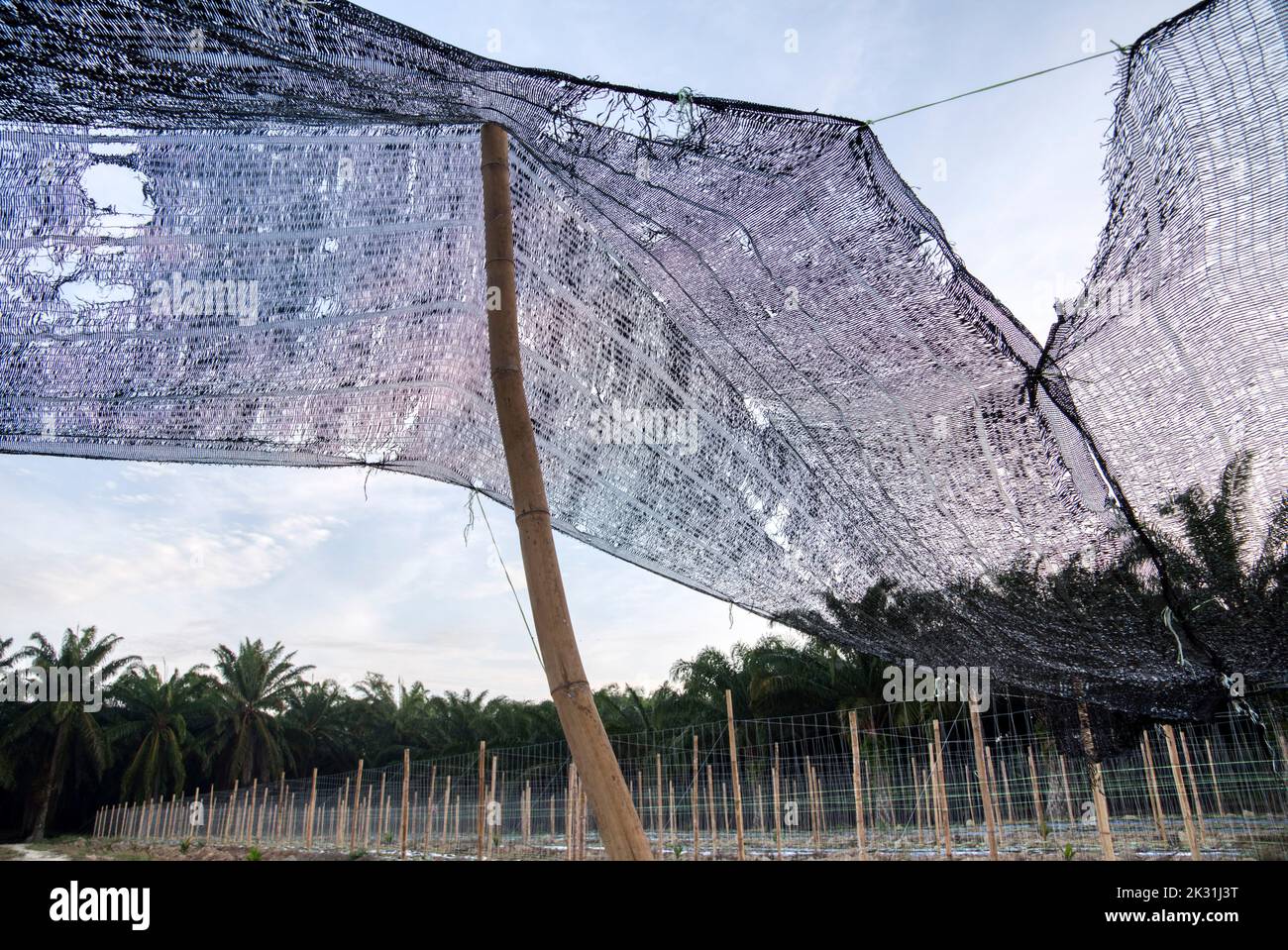 scene of the bamboo poles in symmetrical row at the creeping vine plant ...