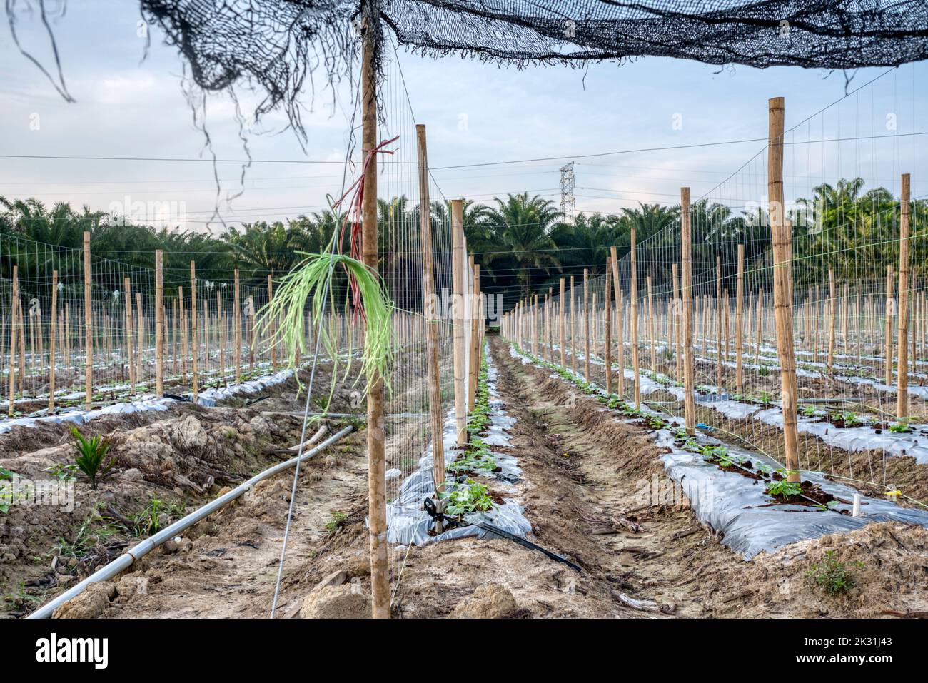 scene of the bamboo poles in symmetrical row at the creeping vine plant ...