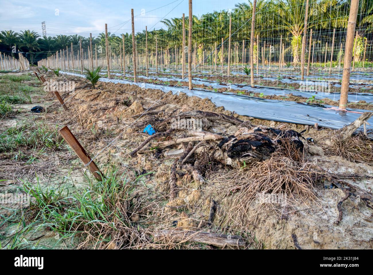 scene of the bamboo poles in symmetrical row at the creeping vine plant ...