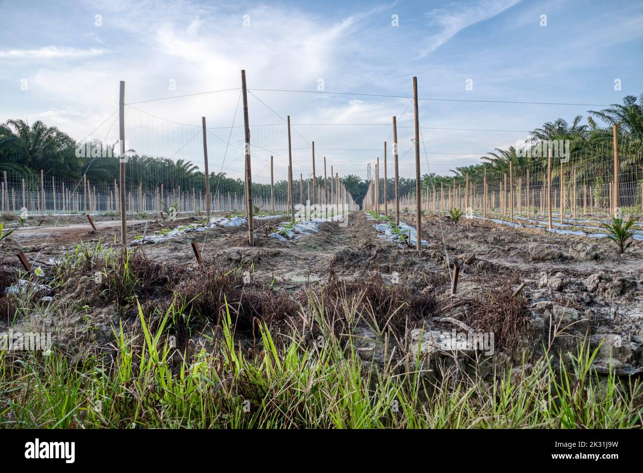 scene of the bamboo poles in symmetrical row at the creeping vine plant ...
