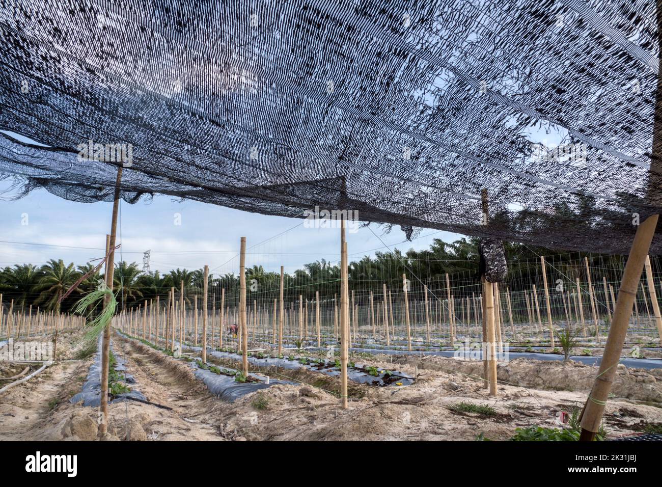 Soil creep tree hi-res stock photography and images - Alamy