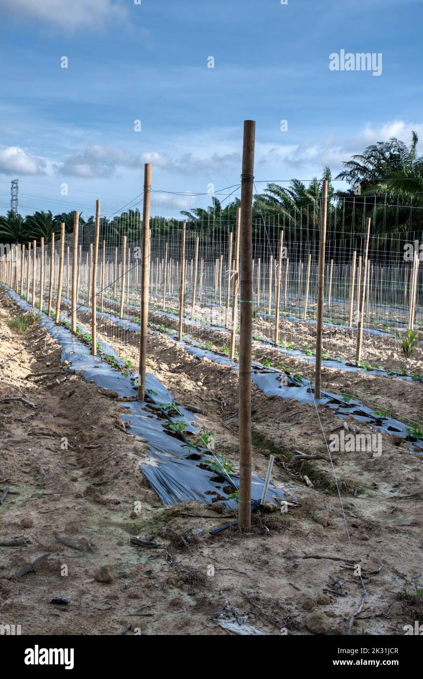 scene of the bamboo poles in symmetrical row at the creeping vine plant ...