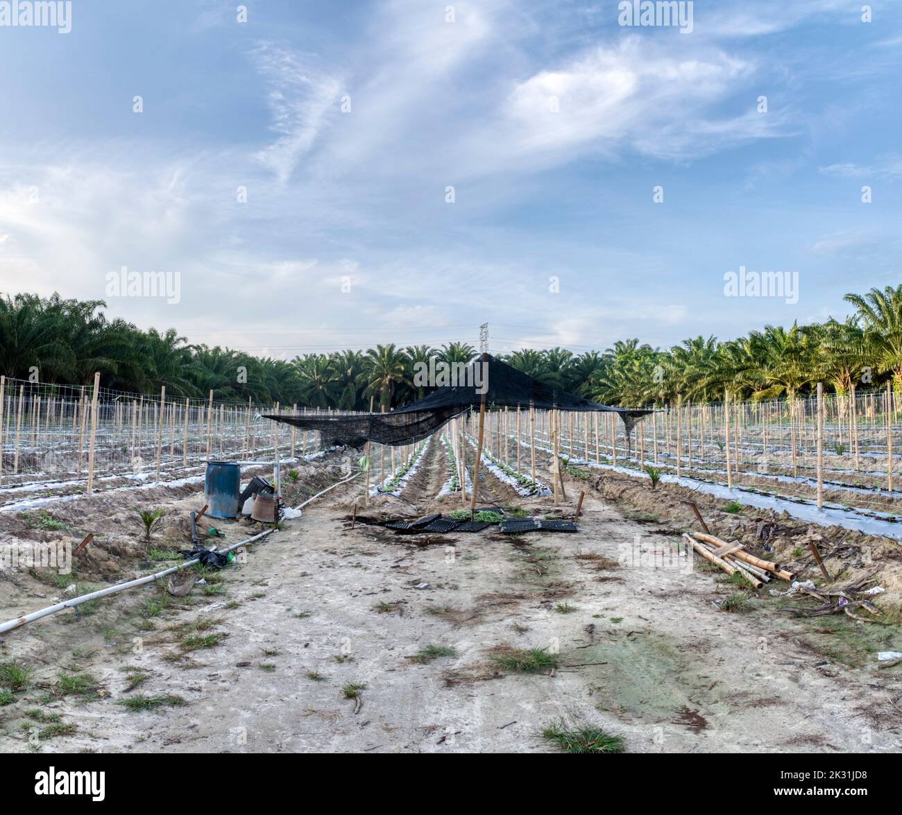 scene of the bamboo poles in symmetrical row at the creeping vine plant ...
