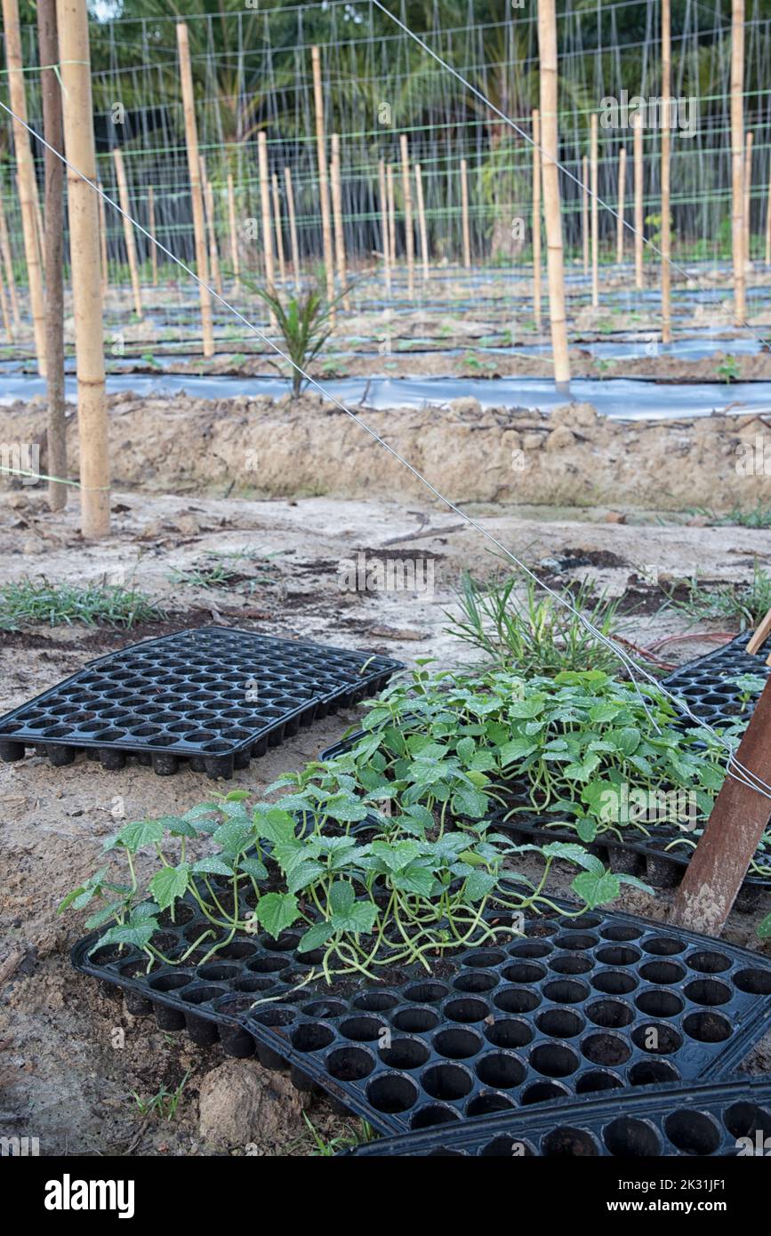 seedling and grow stater black plastic tray found at the creeping vine ...