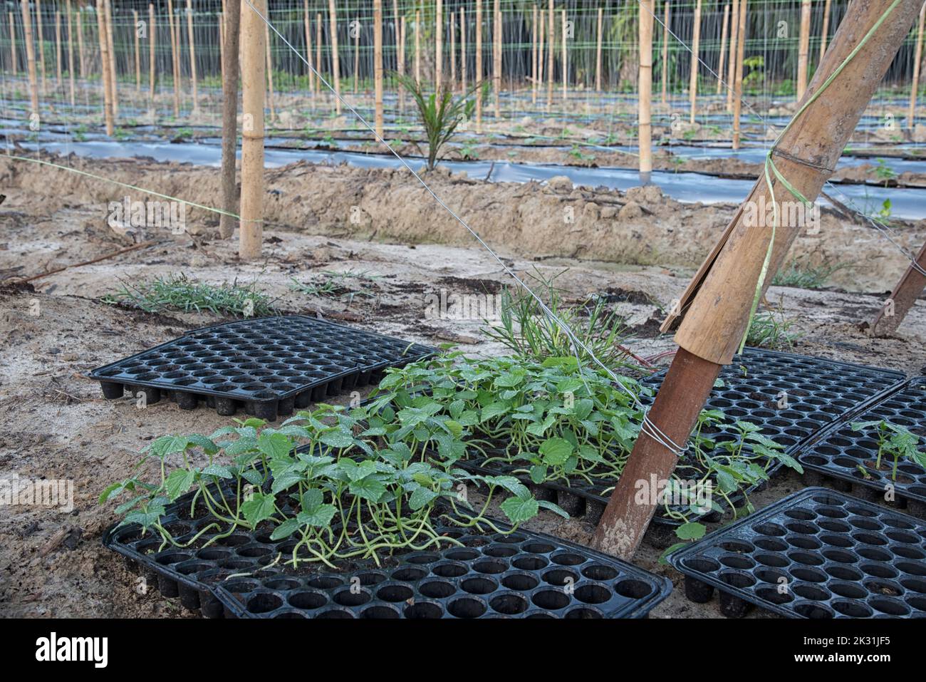 seedling and grow stater black plastic tray found at the creeping vine ...