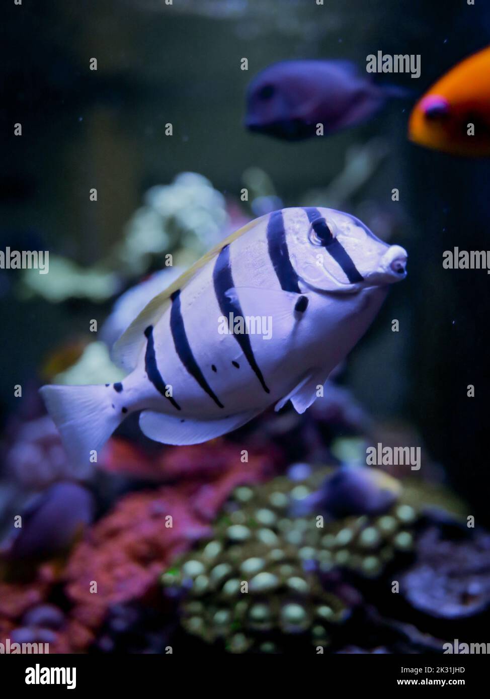 A vertical closeup of a manini (Acanthurus triostegus) under the sea ...