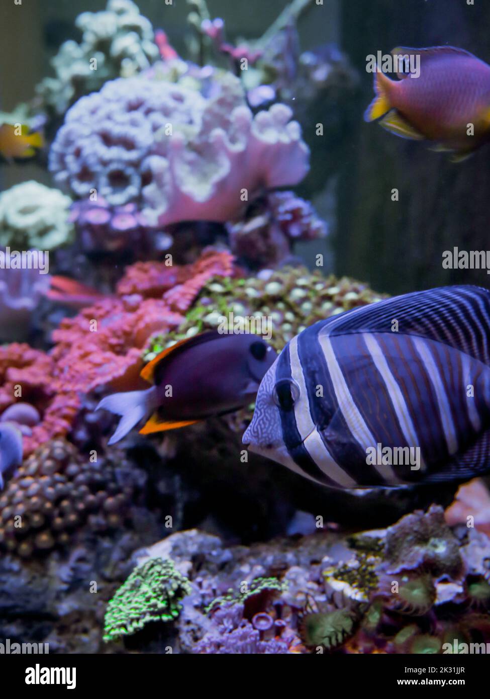 A vertical closeup of a manini (Acanthurus triostegus) under the sea ...