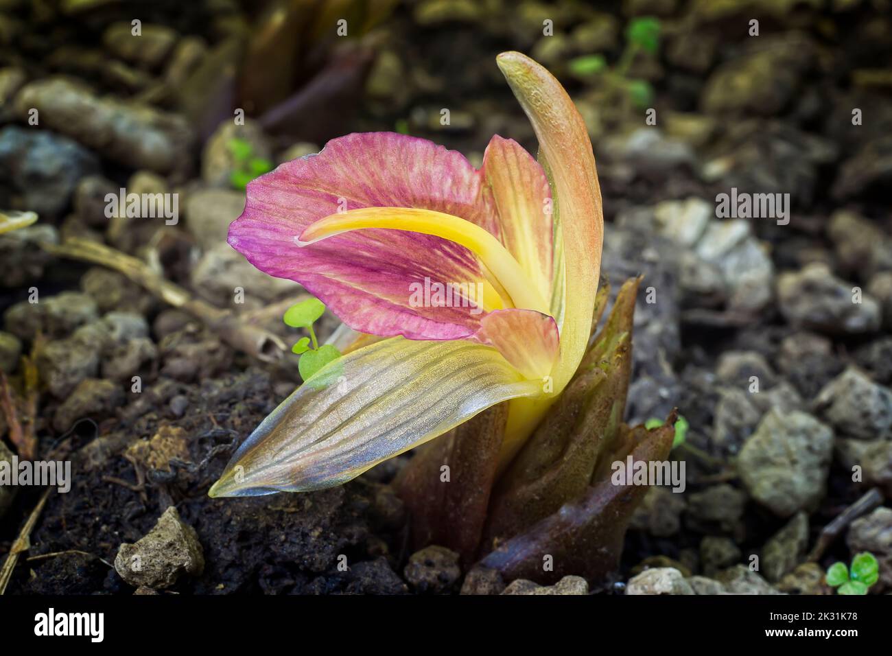 Zingiber mioga hi-res stock photography and images - Alamy