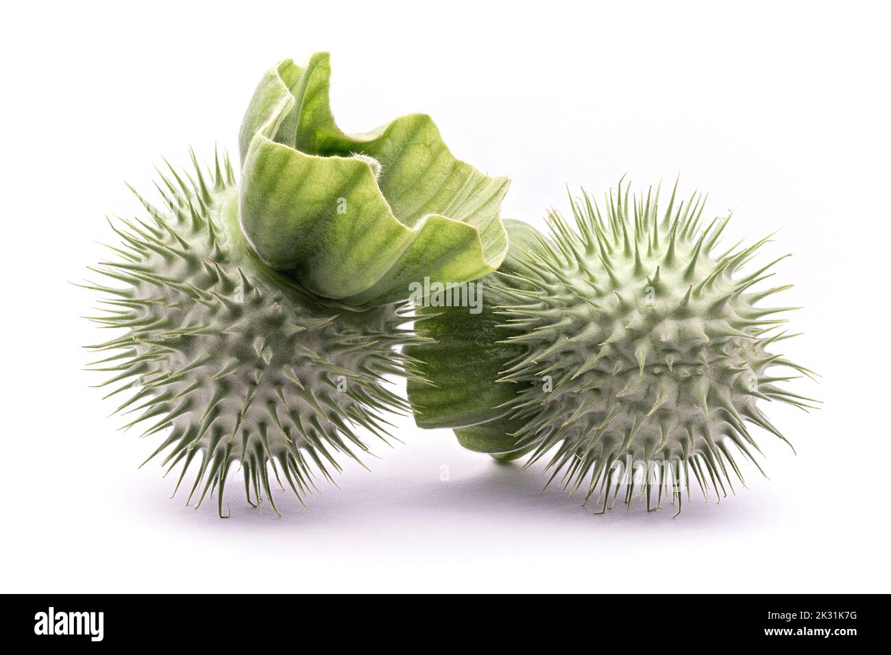 Spiky weed Cut Out Stock Images & Pictures - Alamy