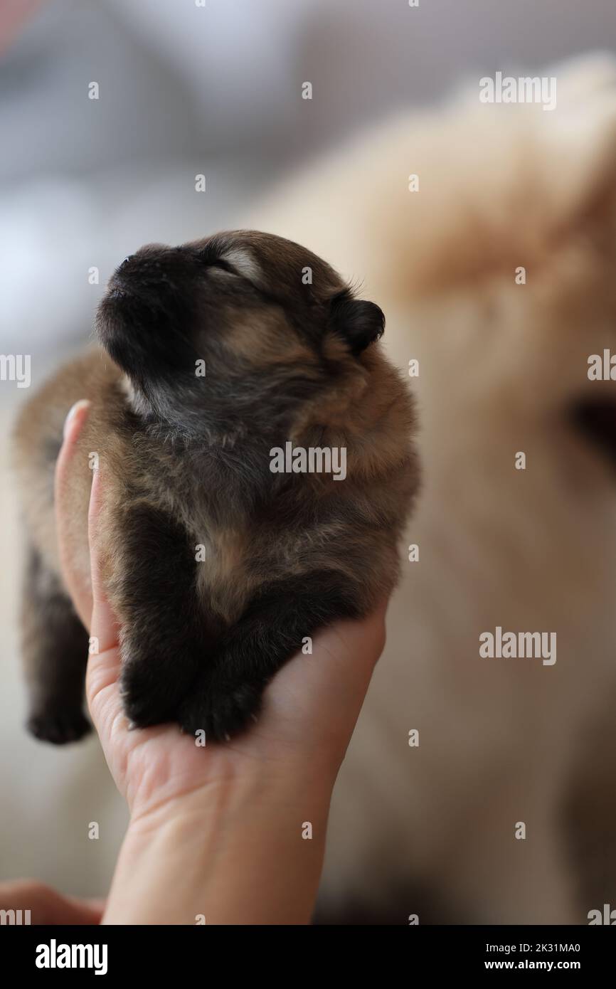 Birth born puppy dog hi-res stock photography and images - Alamy