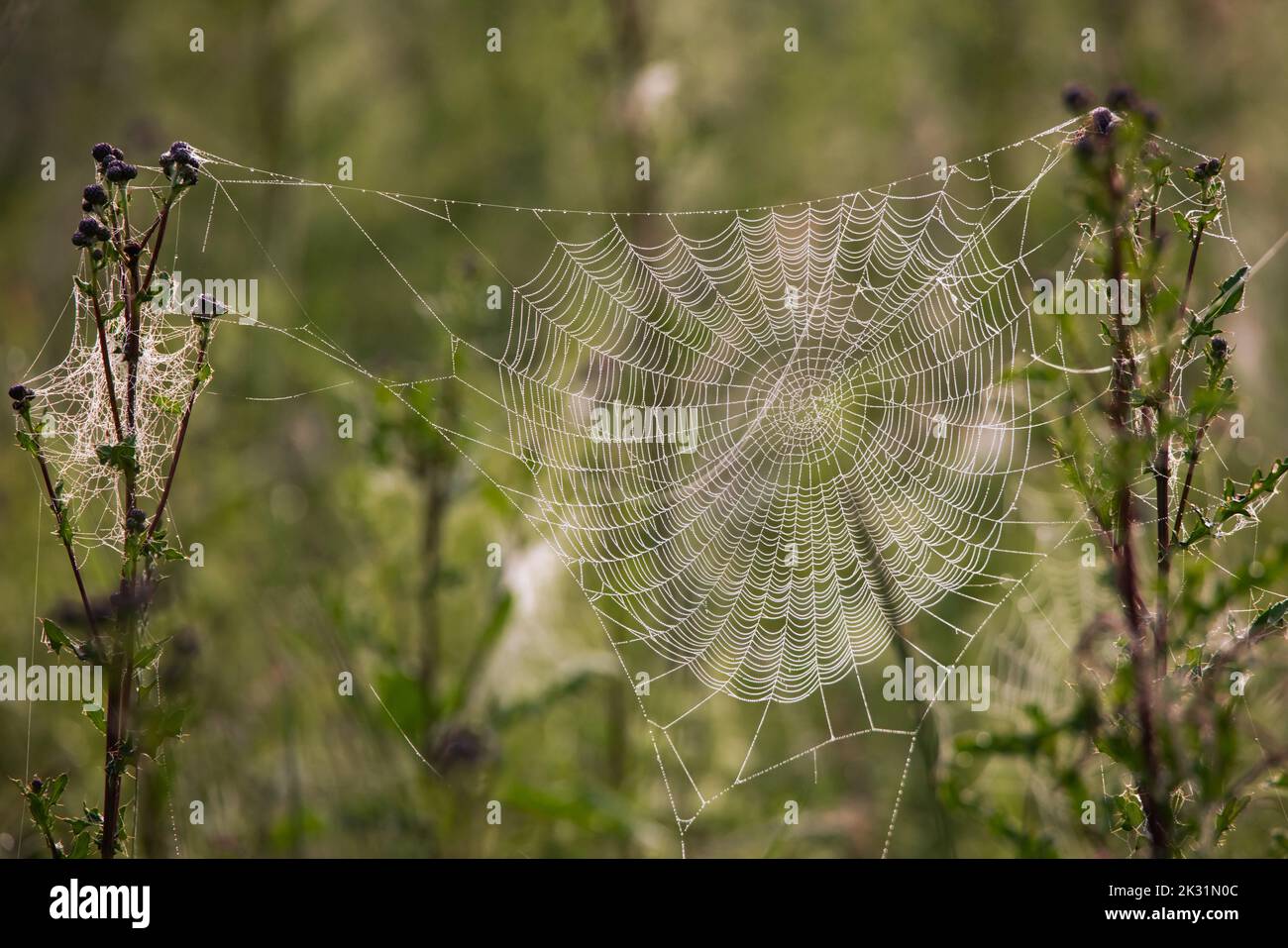 A spider web net between plants with blur green background Stock Photo ...