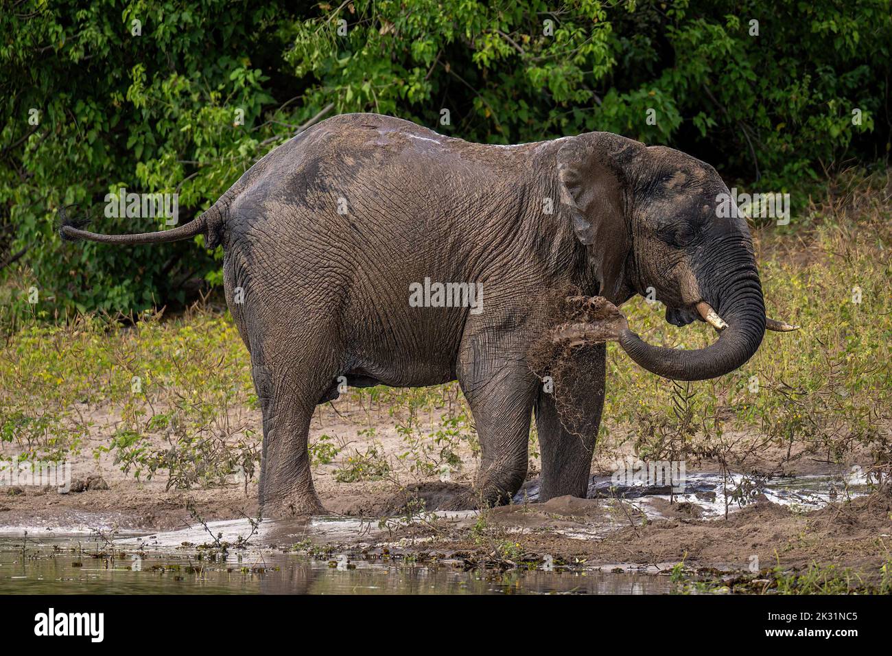 African elephant blows muddy water over leg Stock Photo - Alamy