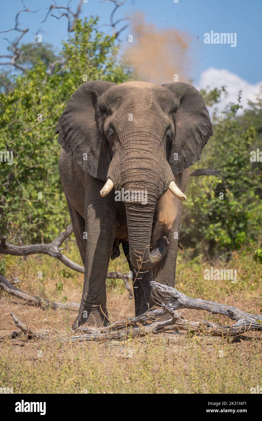 Elephant blowing dust hi-res stock photography and images - Alamy