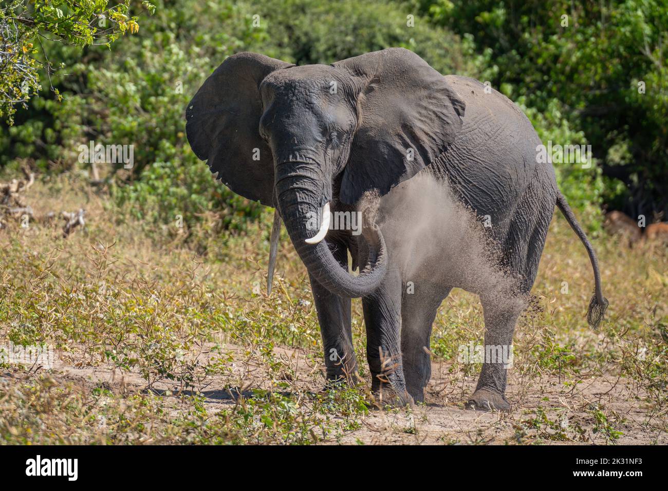 African elephant stands blowing sand over body Stock Photo - Alamy
