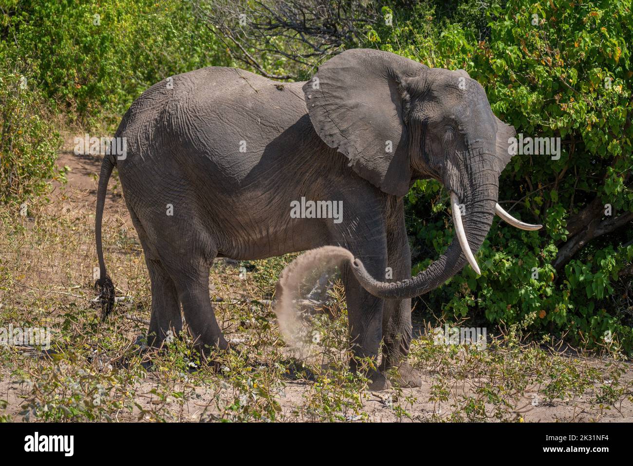 African elephant stands blowing sand over flank Stock Photo - Alamy