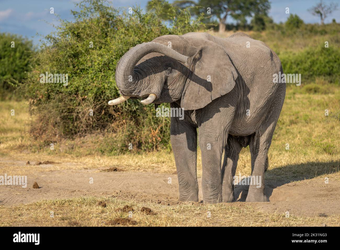 African elephant stands lifting trunk over face Stock Photo - Alamy